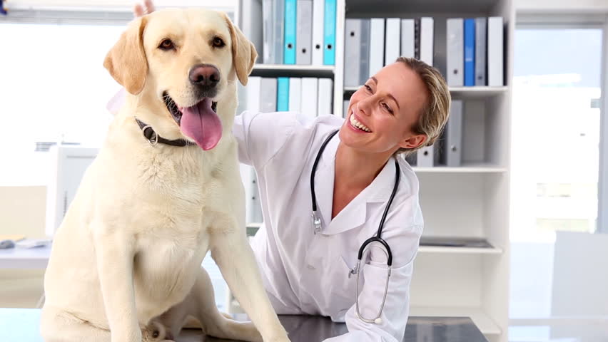 Vet Checking A Yellow Labrador In Her Office Stock Footage Video ...
