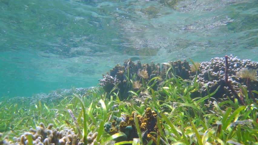 Shallow Seabed With Sea Sponges And Ripples Of Water Surface In ...