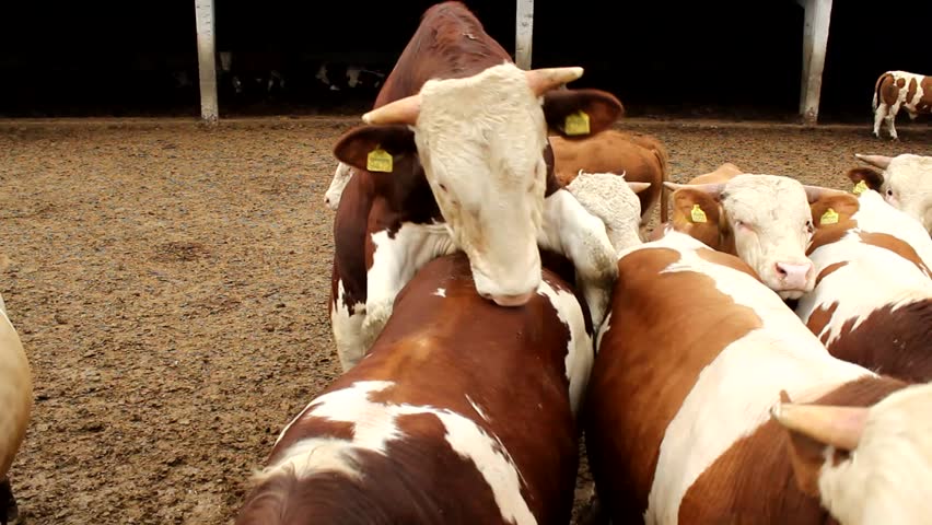 Mating Season,Cattle Bull Mount Cow, Cow Farm Stock Footage Video ...
