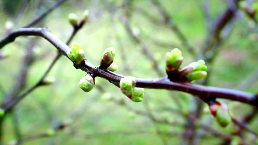 In The Spring Forth Its Buds On The Trees. The Wind Shakes A Young ...