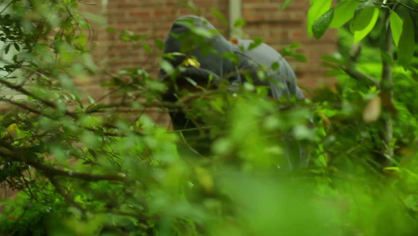 Stalker Looking Through Bushes Stock Footage Video 6387692 - Shutterstock