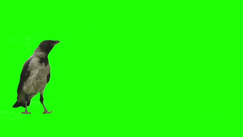 Crow Running From Side To Side On Green Screen. Shot With Red Epic ...