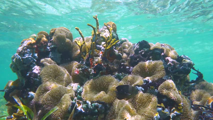 Shallow Seabed With Sea Sponges And Ripples Of Water Surface In ...