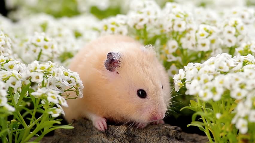 Golden Hamster In Alyssum Flower Garden Stock Footage Video 6445370 ...
