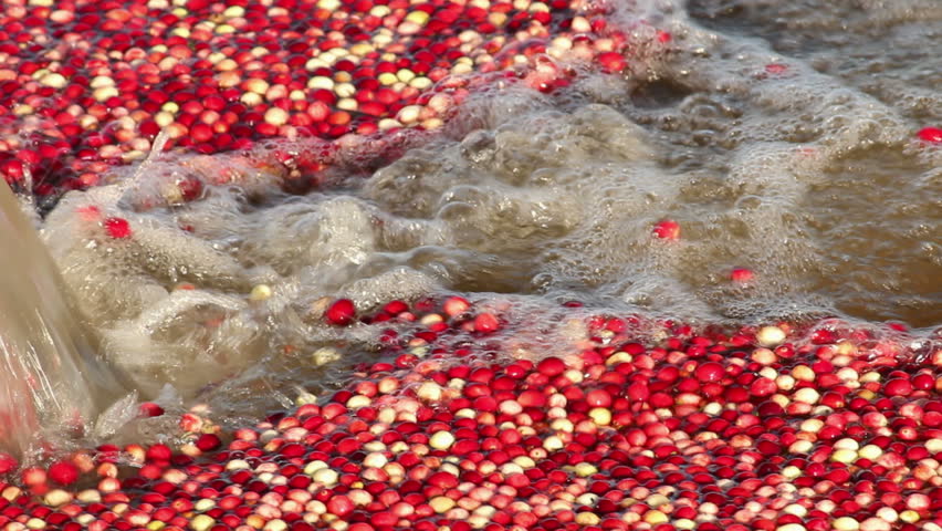 Water Pouring, Cranberries Floating. Cranberries Float To The Surface ...