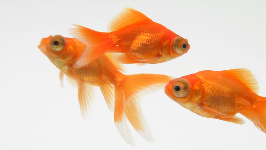 Goldfish Swim