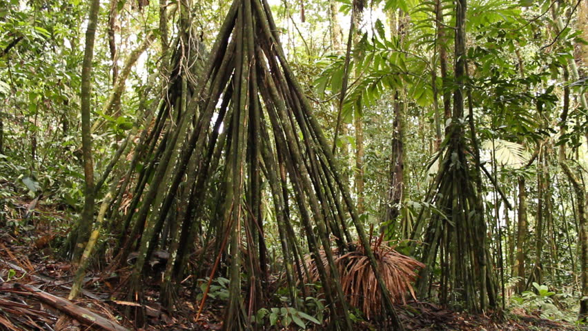 Stilt Roots Of Maize