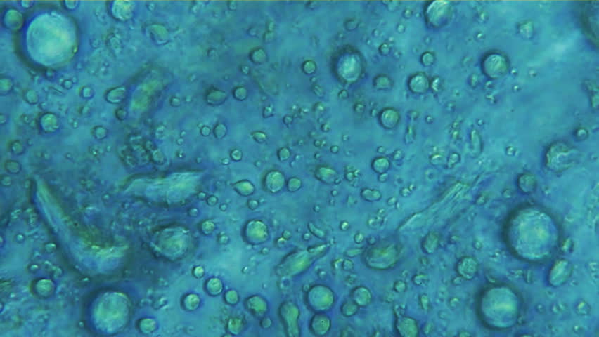 Fungi Microscope