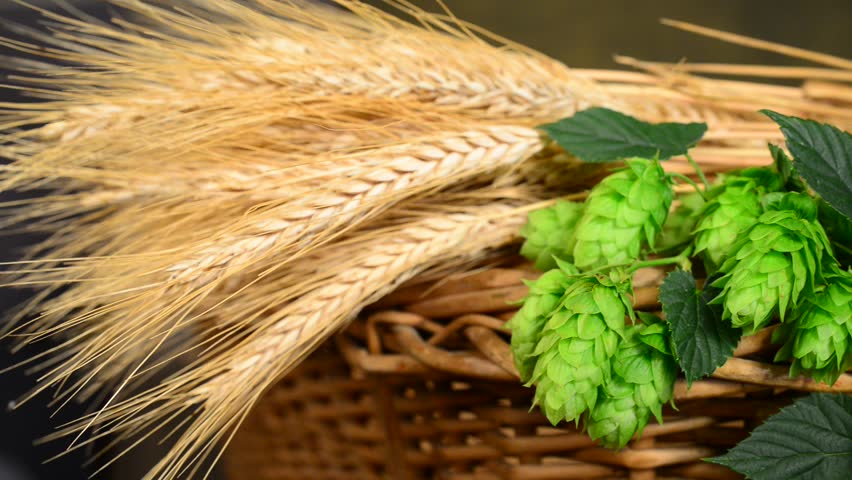 Hops And Barley Malt In The Basket,panning Stock Footage Video 7141753 ...