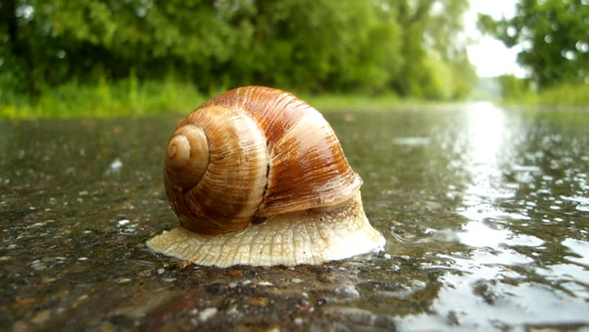A Snail In The Rain Stock Footage Video 739285 - Shutterstock