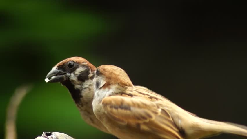Philippine Maya Bird Eurasian Tree Sparrow Or Passer Montanus Perch On ...