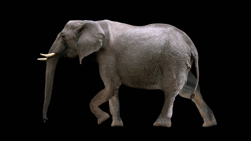 Elephant Stock Footage Video - Shutterstock