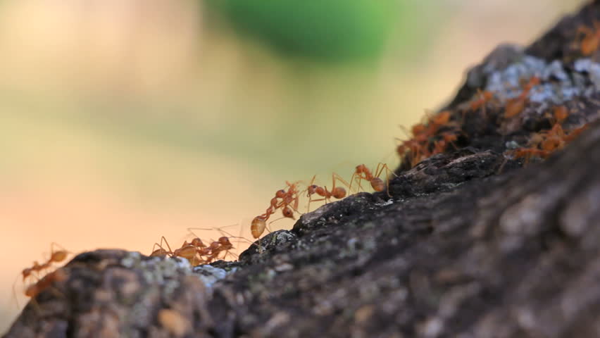 Ants Moving In A Disciplined Way As Part Of The Daily Routine Stock ...