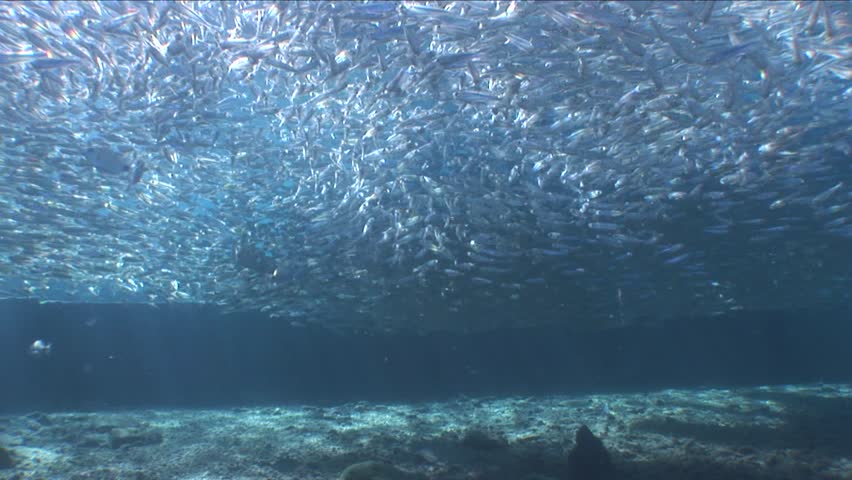 Ocean Floor Ocean Floor Sand Stop Motion Backgrounds
