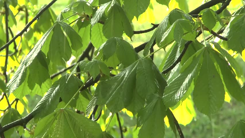 Green Boughs Of The Chestnut Trees In The Rain Stock Footage Video ...
