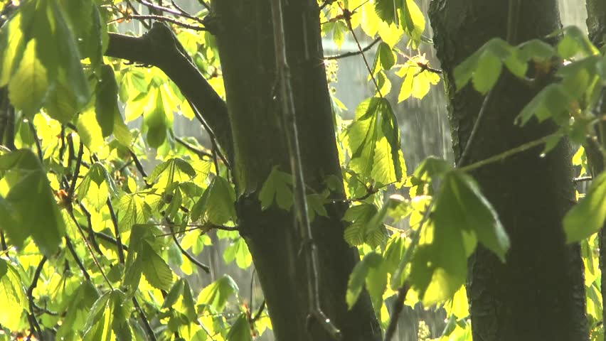 Green Boughs Of The Chestnut Trees In The Rain Stock Footage Video ...