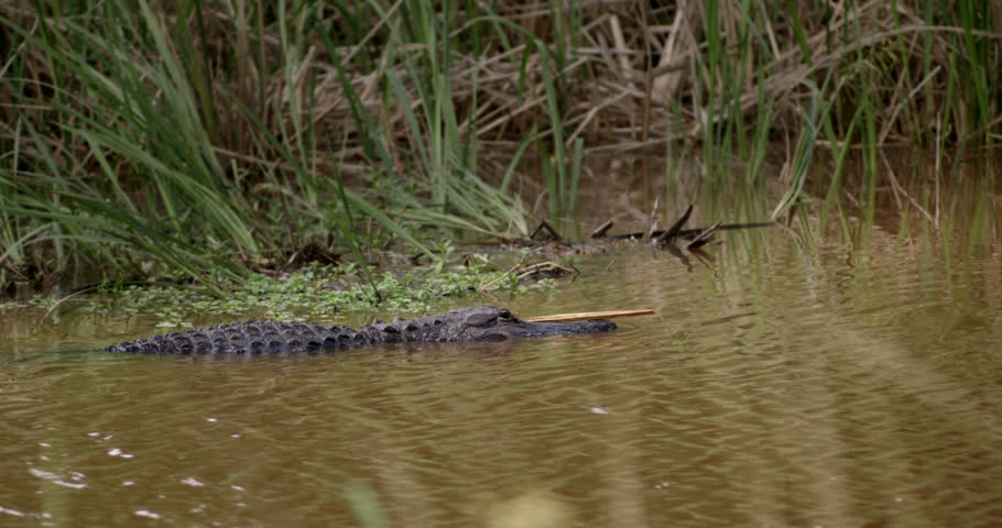 Alligator Slowly Swimming In Swamp. Stock Footage Video 9963017 ...